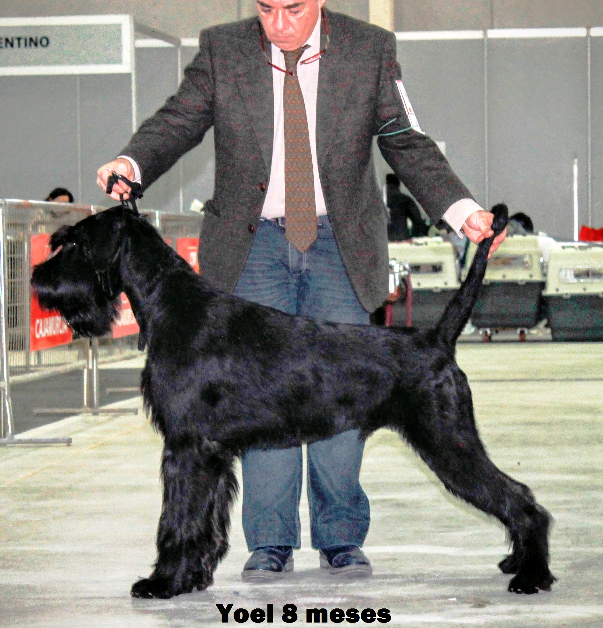 Schnauzer Gigante Negro – De Casa Santa Rita & Del Pago Los Albardines