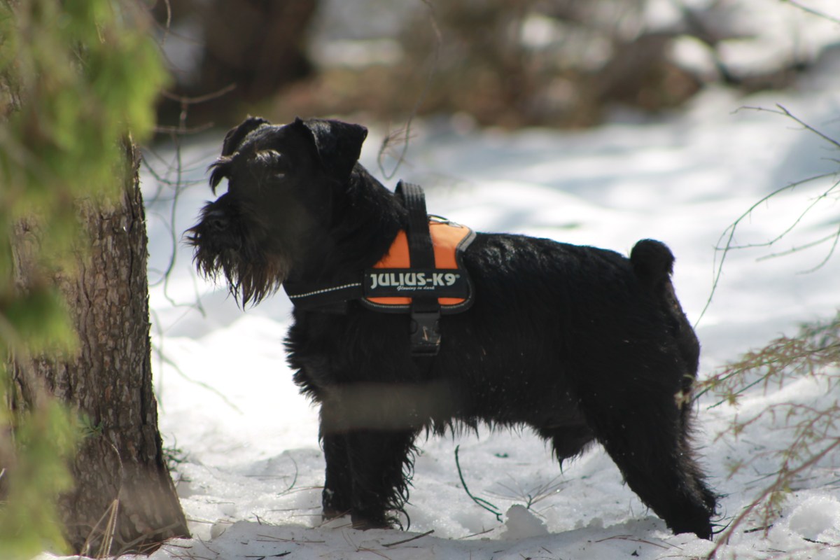 Compus Sui Bohemio – De Casa Santa Rita & Del Pago Los Albardines