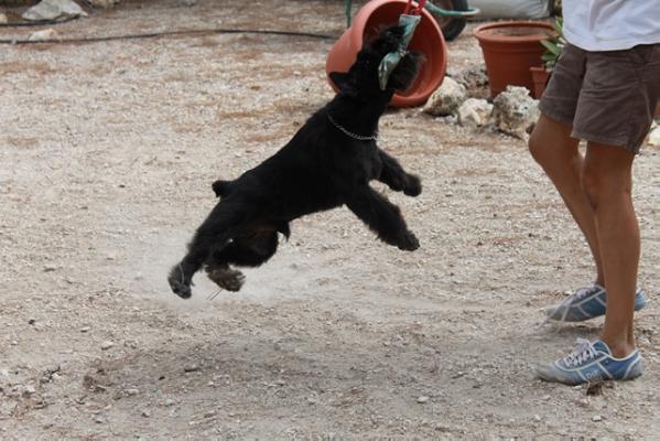 Compus Sui Bohemio – De Casa Santa Rita & Del Pago Los Albardines